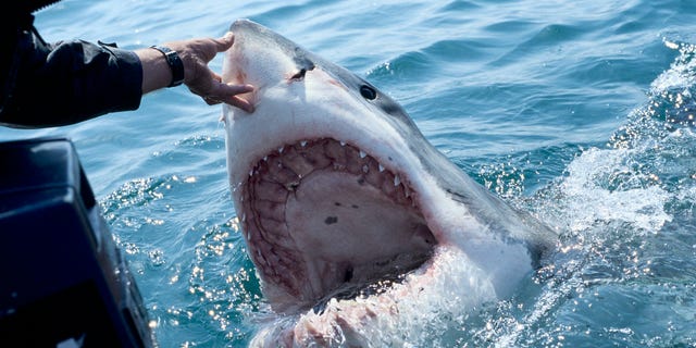 Great white shark decapitates Mexican diver marking first fatal shark ...